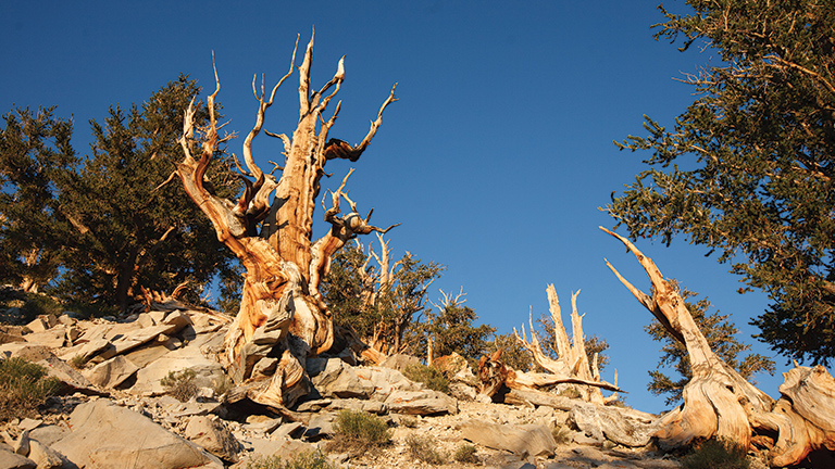 6 Famous North American Trees You Need to See - Travel Zone by Best Western