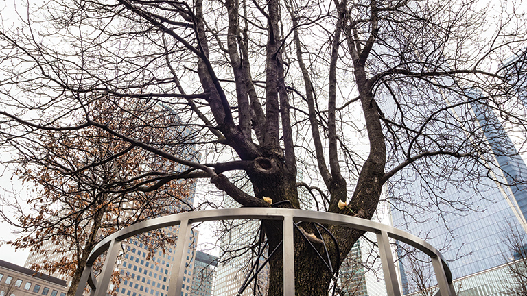 6 Famous North American Trees You Need to See - Travel Zone by Best Western