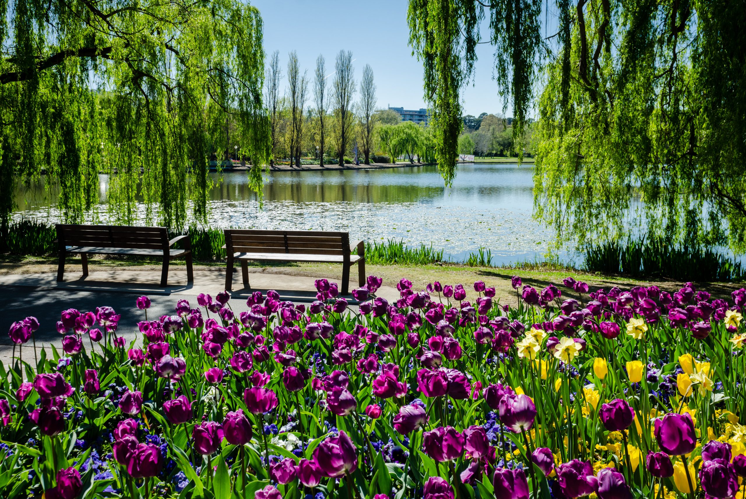 Explore Canberra Australia With Flowers And Festivities Galore Best Explore Canberra Australia With Flowers And Festivities Galore Best