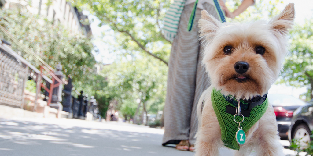 Explore NYC's Best Dog-Friendly Parks, Attractions, and Urban ...